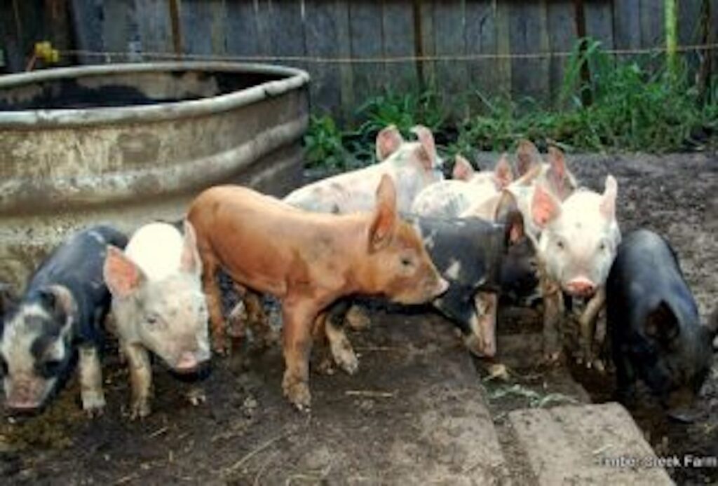 Important Piglet Care Facts to Know - Countryside